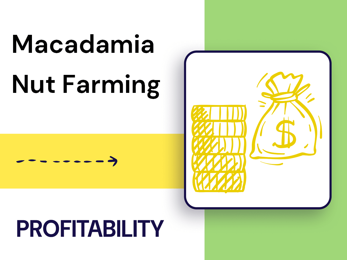 What Are the Top 5 Strategies to Maximize Macadamia Nut Farming ...