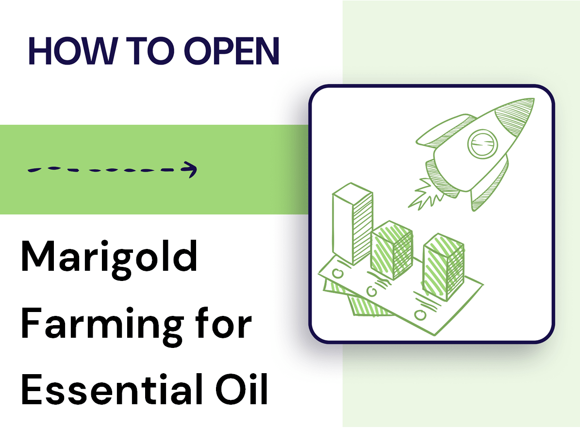 How Can You Start Marigold Farming for Essential Oil Production?