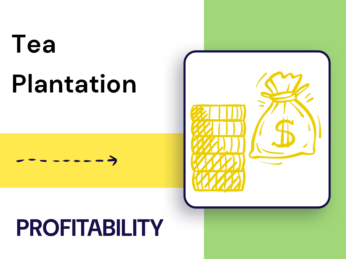 How Can You Maximize Profitability on Your Tea Plantation with These ...